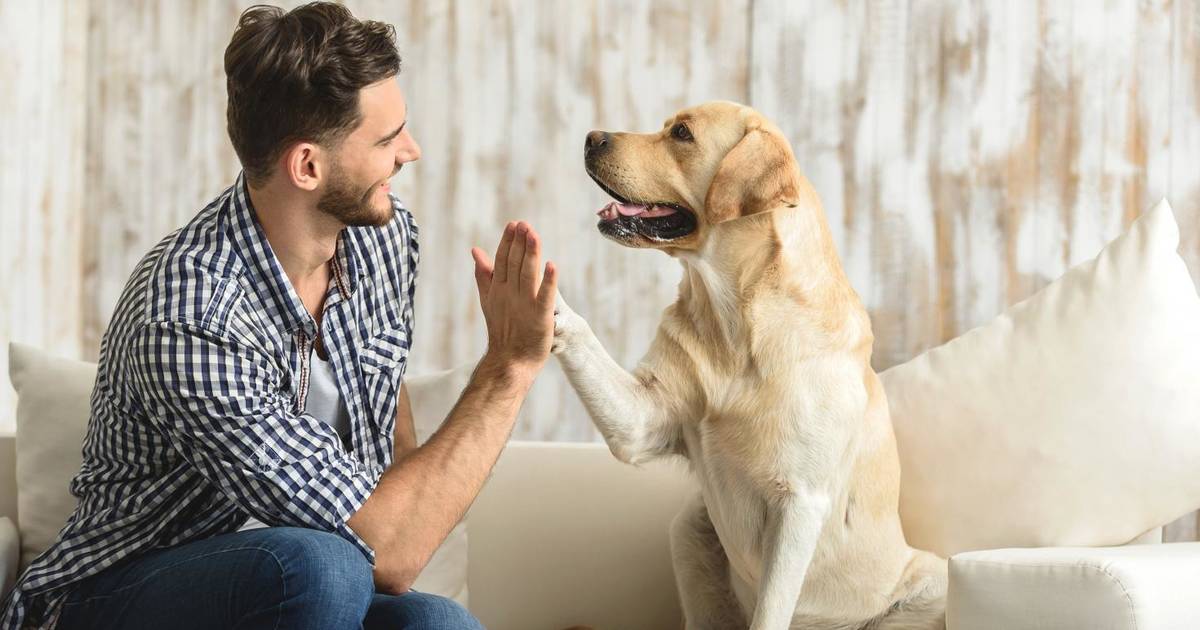 El método más certero para calcular la edad de un perro en años humanos ...