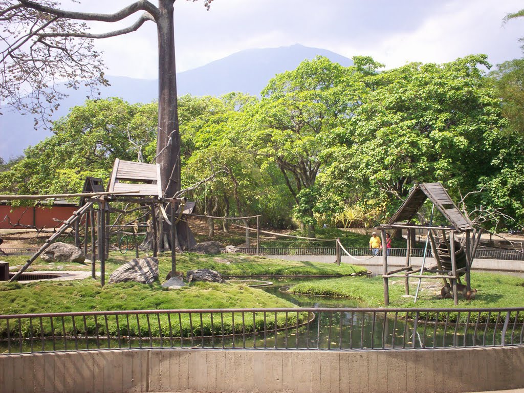 11 monos capuchinos murieron por ataque de abejas en Parque del Este