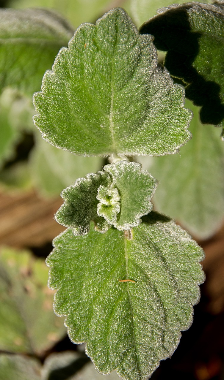 ¿Para qué sirve el orégano orejón? - EL NACIONAL