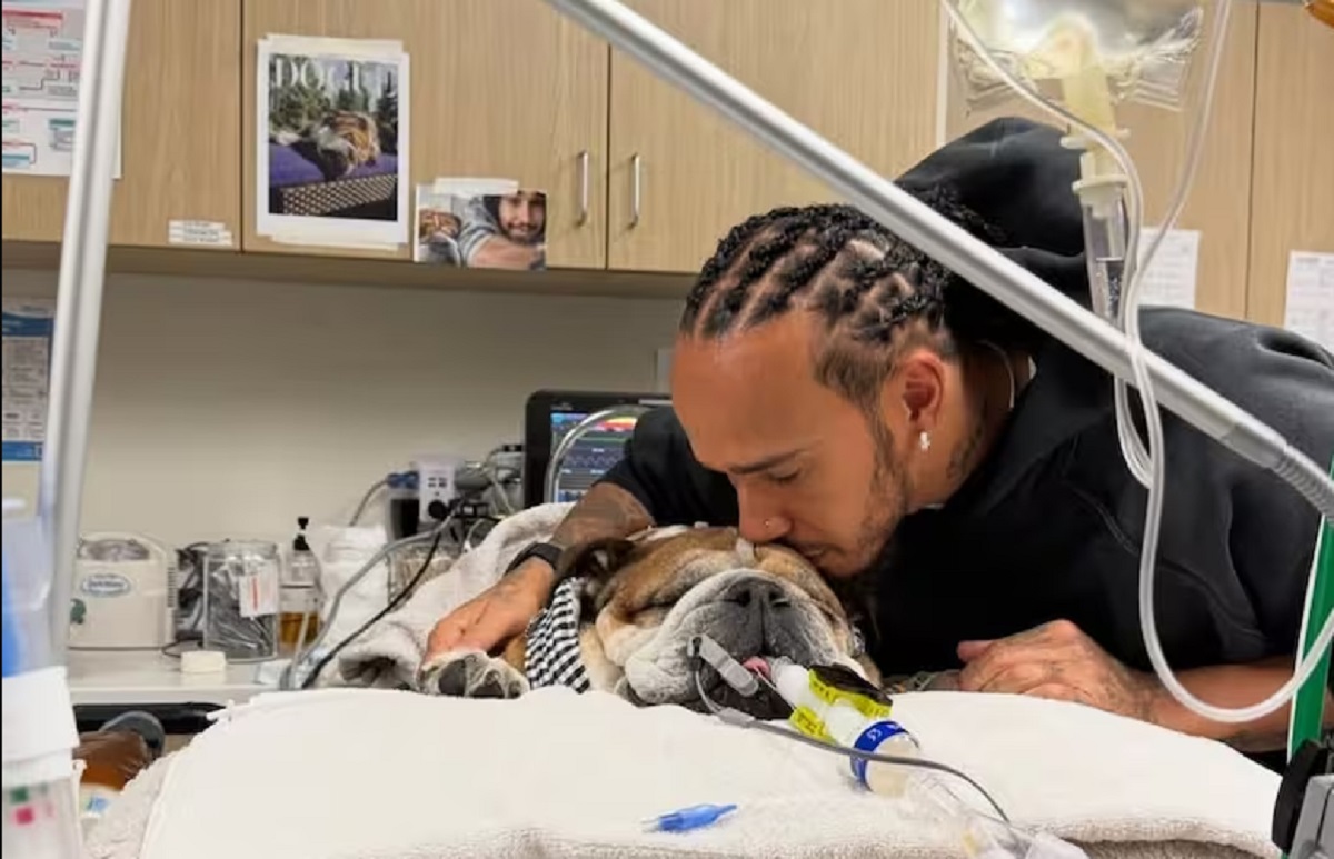 Murió Roscoe, el famoso perro de Hamilton